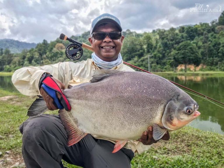 Saujana D’Rimba: Monster Pacu Fishing Pond - Fly Fishing Asia