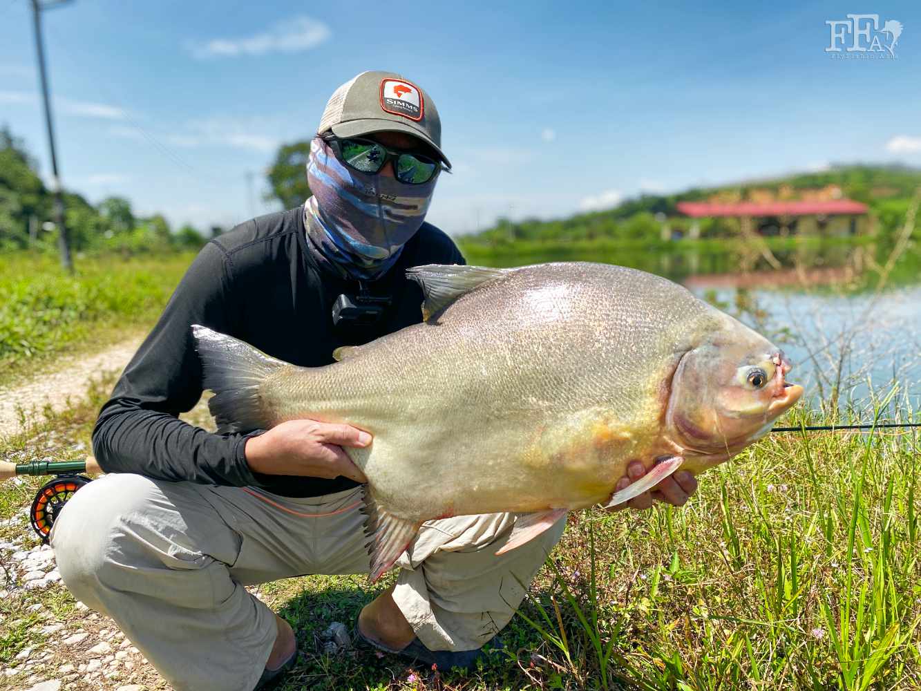 Saujana D’Rimba: Monster Pacu Fishing Pond - Fly Fishing Asia