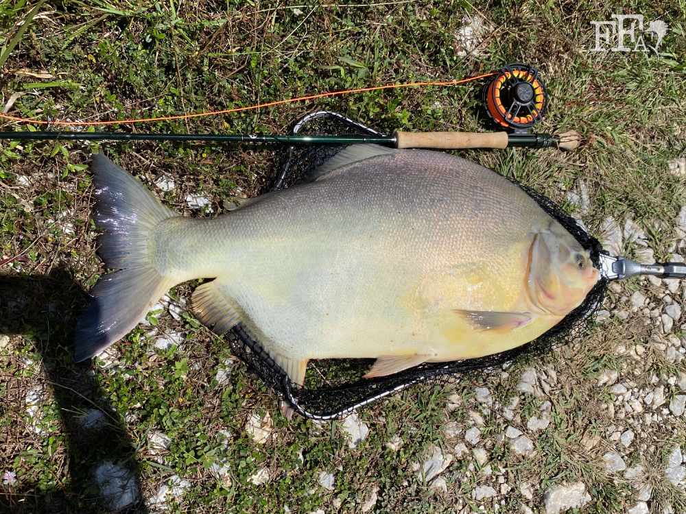 How to Fly Fishing for Big Pacu in Saujana D'Rimba Malaysia - Fly ...