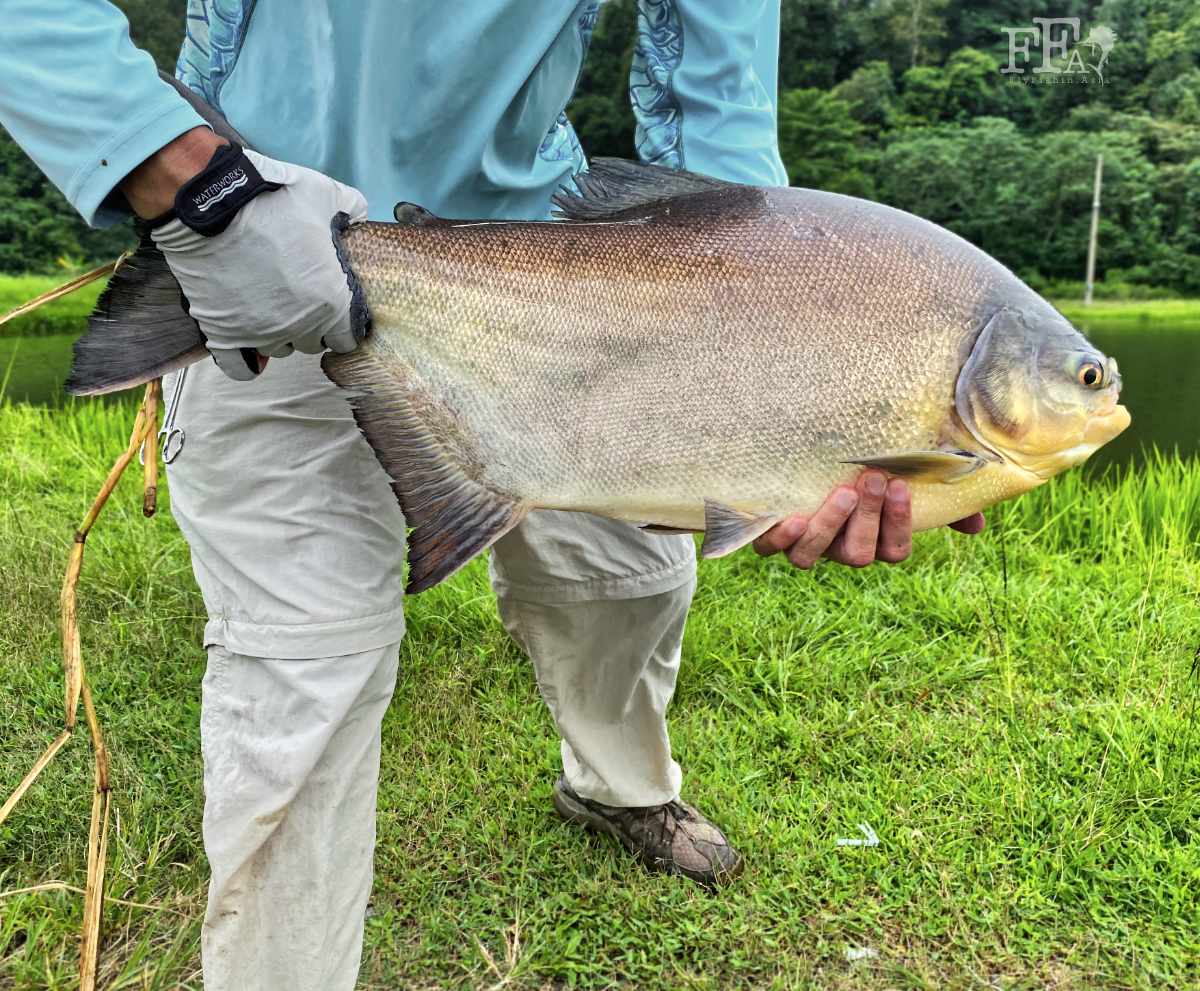 Saujana D’Rimba: Monster Pacu Fishing Pond - Fly Fishing Asia